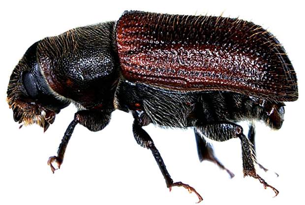 Spruce Beetle replaces Mountain Pine Beetle as biggest insect threat to ...